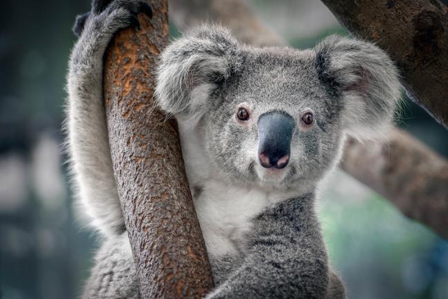 Claude le koala a cherché à lui seul à saper la population de koalas ...